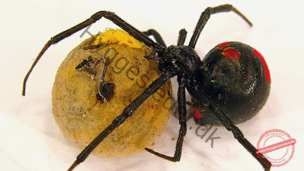 Se hvad der er inden i en Redback Edderkops ægpose - Hyggestedet